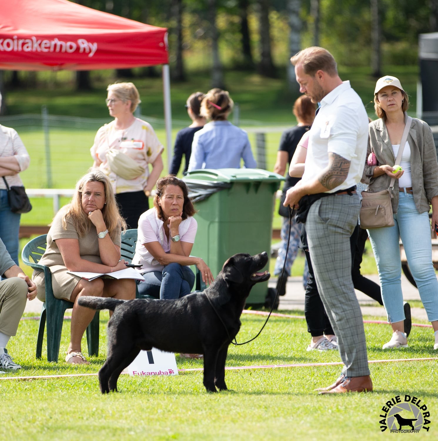 Woefdram's, Labradors, Labrador, Labrador retrivers, Woefdrams