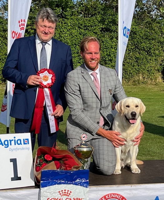 Woefdram's, Labradors, Labrador, Labrador retrivers, Woefdrams