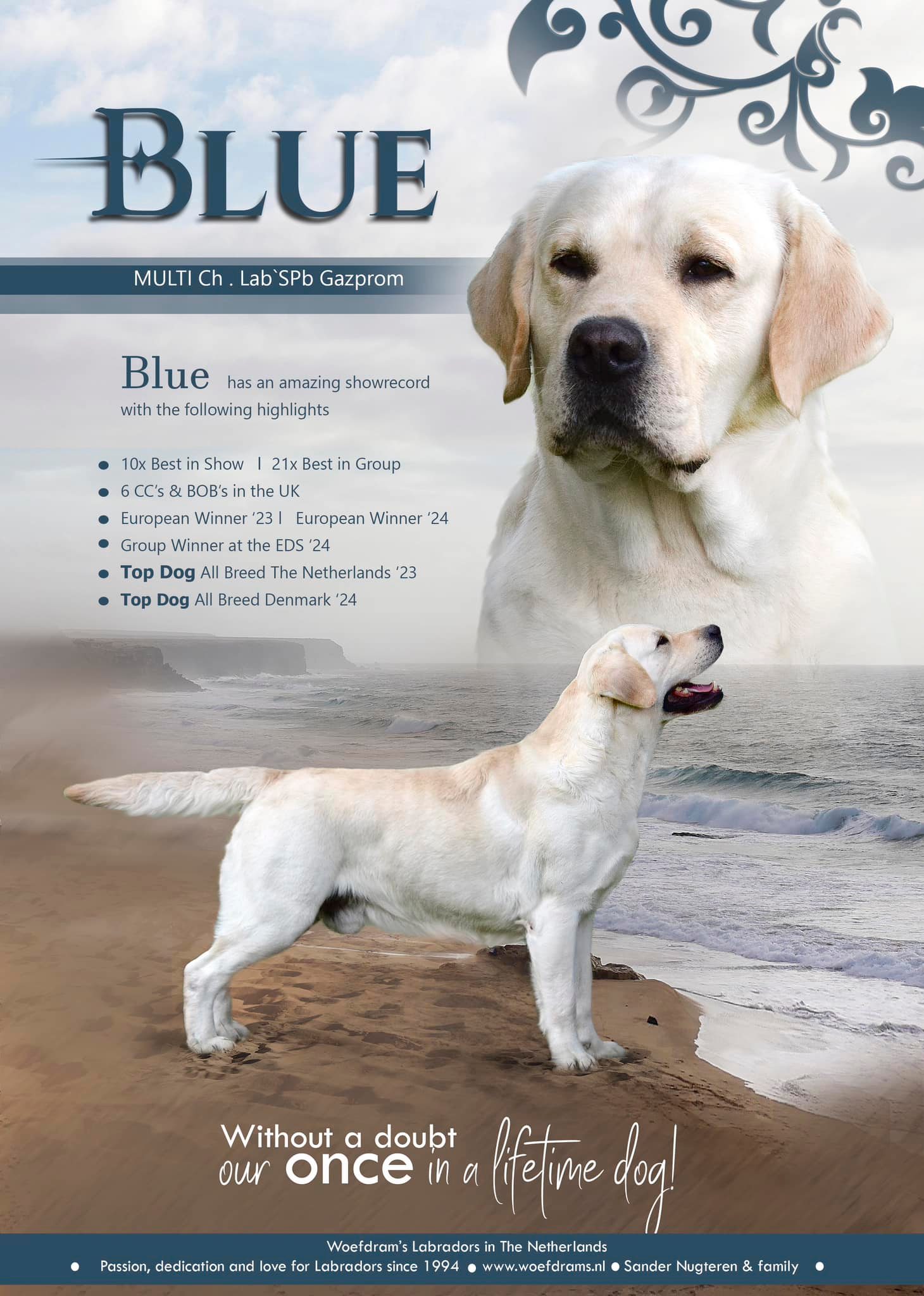 Woefdram's, Labradors, Labrador, Labrador retrivers, Woefdrams