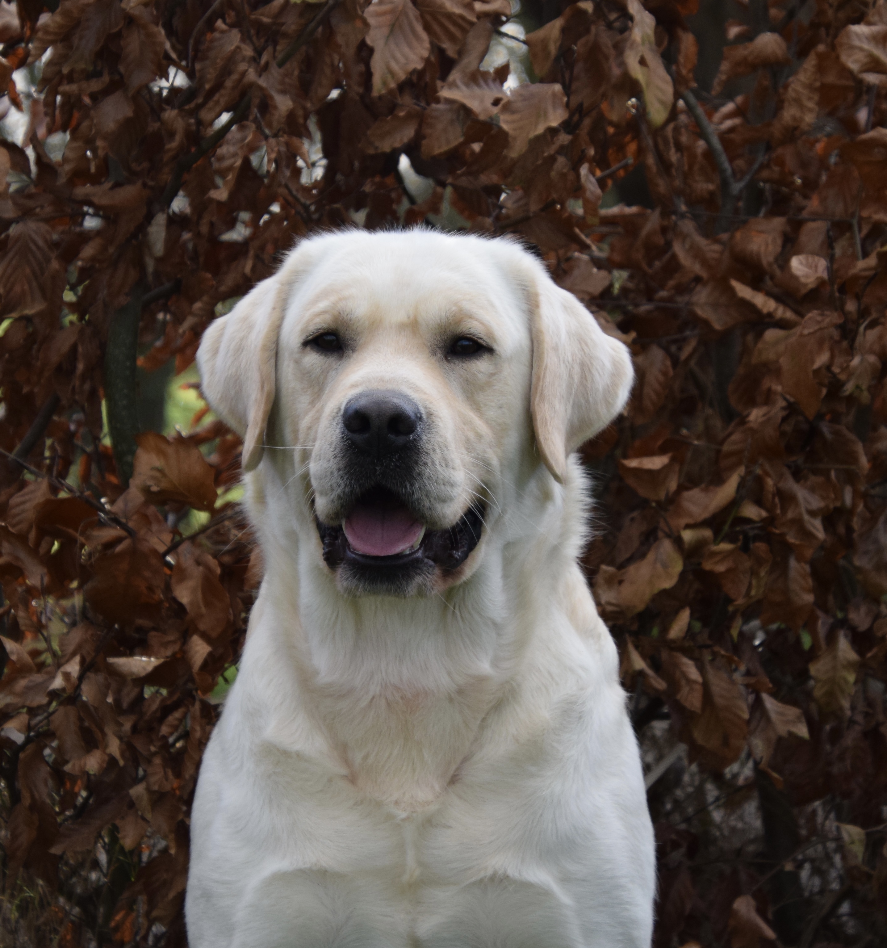 Woefdram's, Labradors, Labrador, Labrador retrivers, Woefdrams