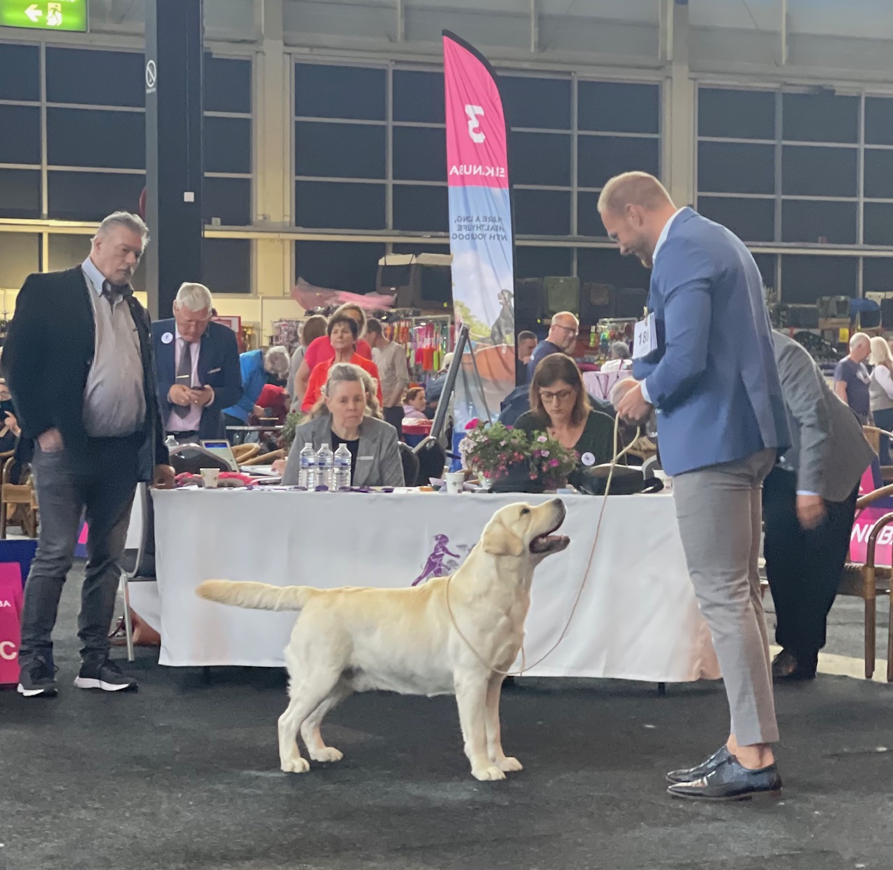 Woefdram's, Labradors, Labrador, Labrador retrivers, Woefdrams