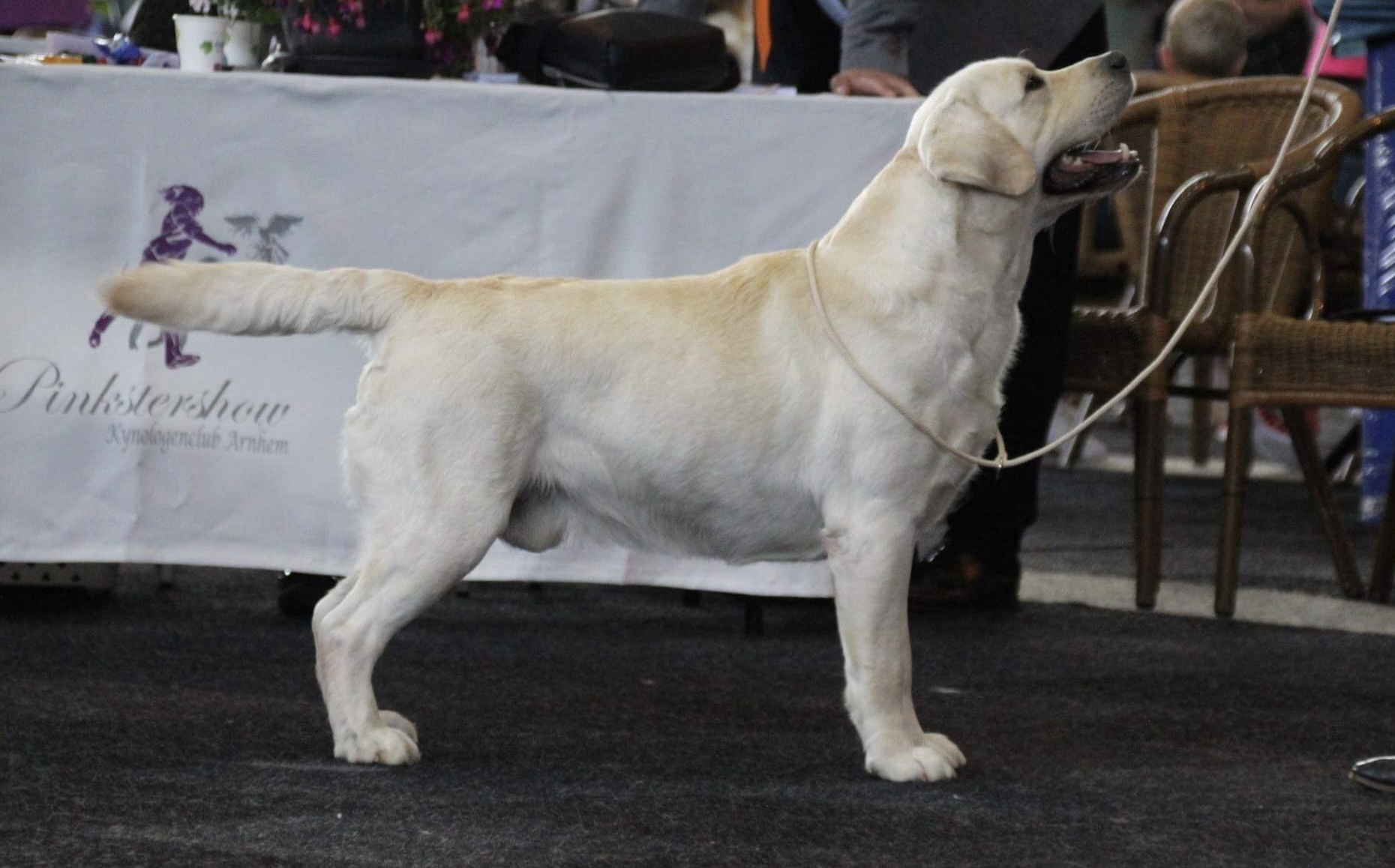 Woefdram's, Labradors, Labrador, Labrador retrivers, Woefdrams