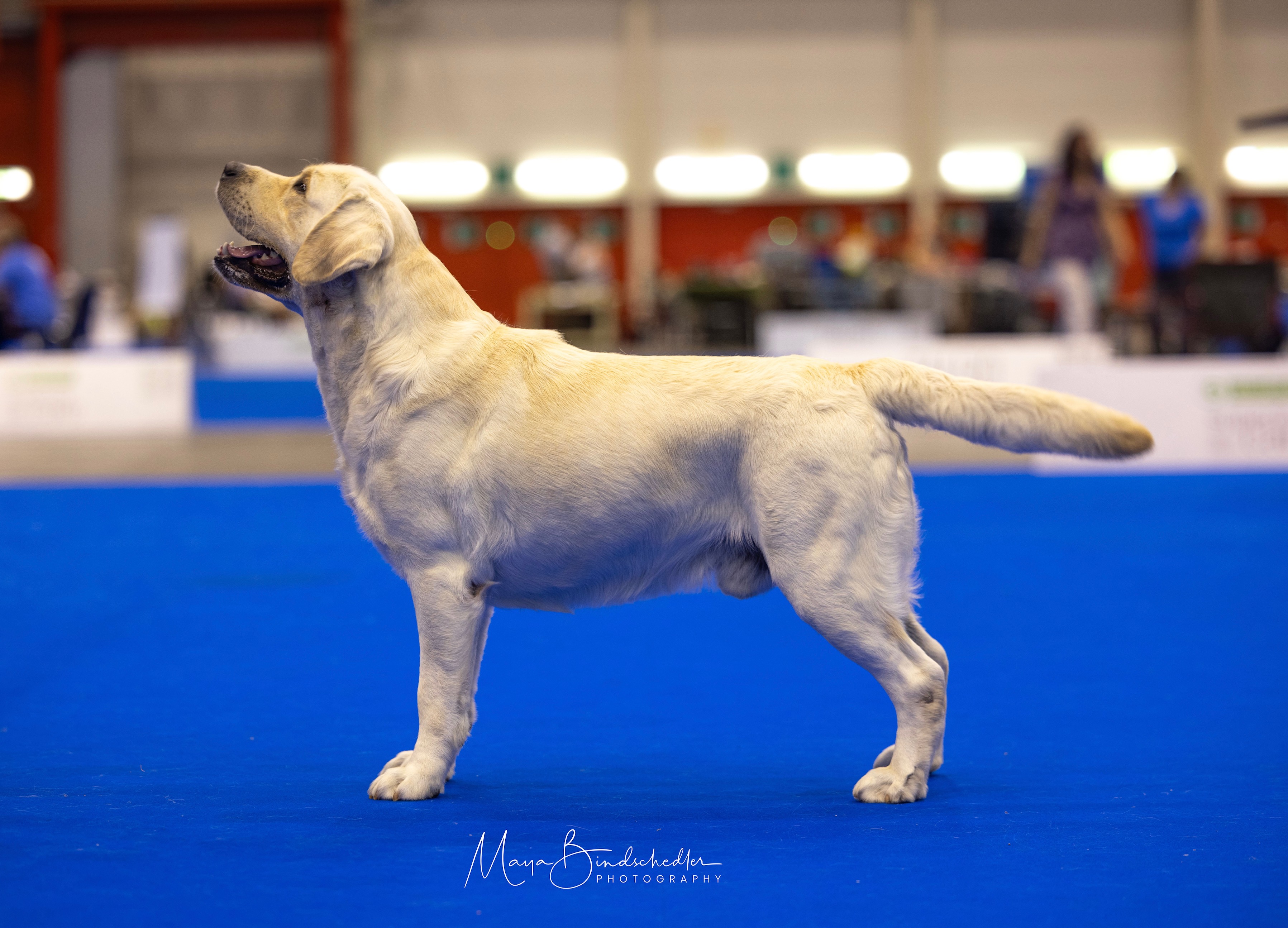 Woefdram's, Labradors, Labrador, Labrador retrivers, Woefdrams
