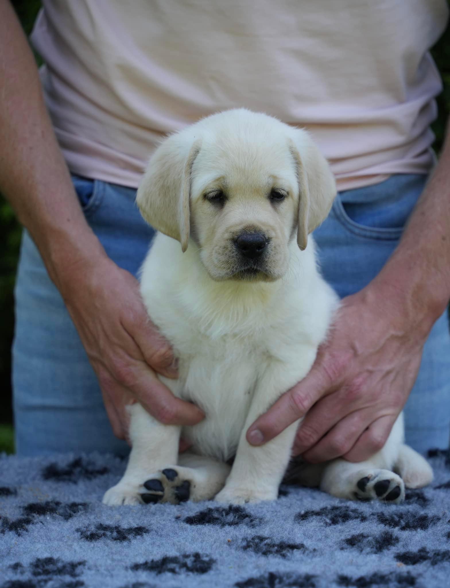 Woefdram's, Labradors, Labrador, Labrador retrivers, Woefdrams