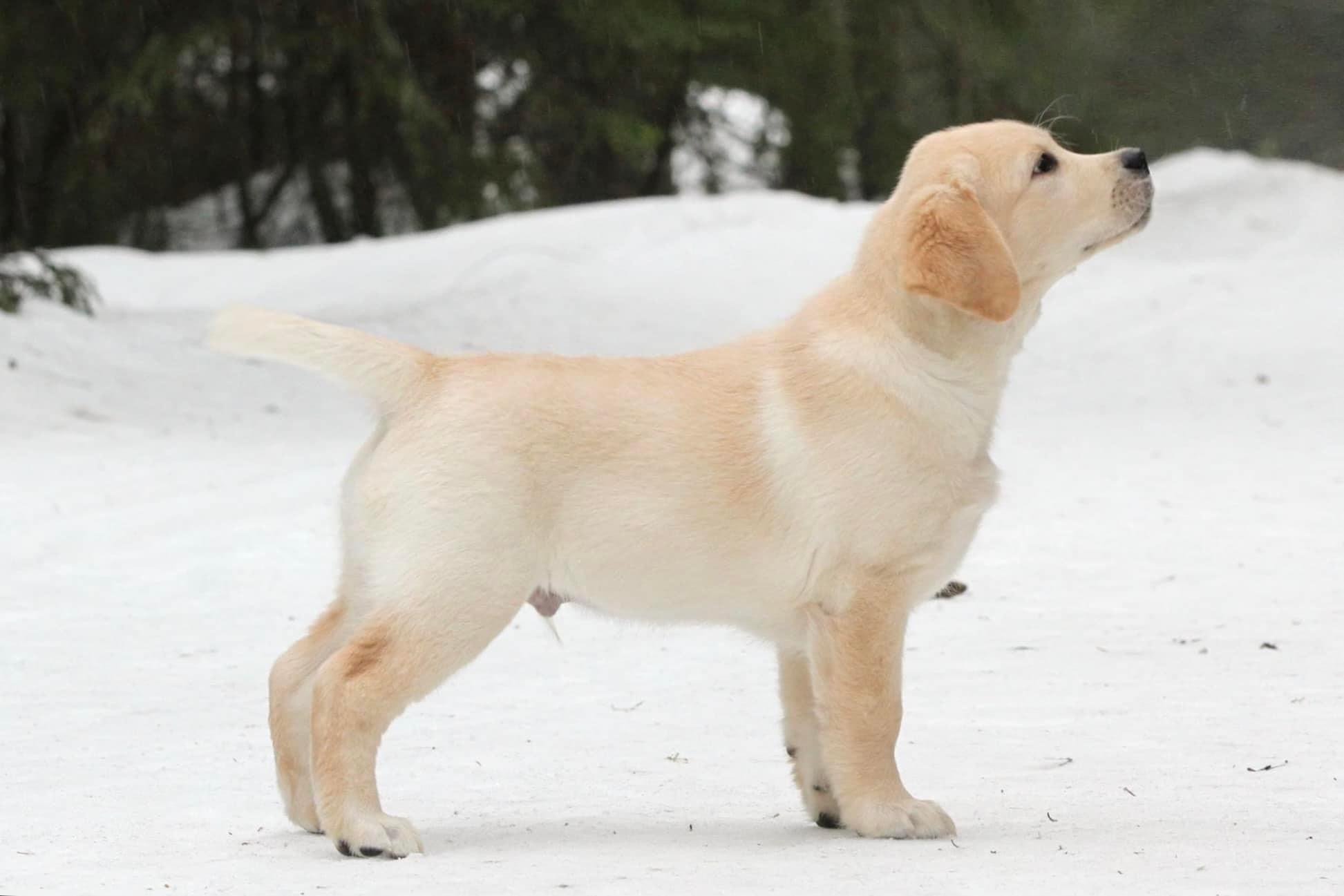 Woefdram's, Labradors, Labrador, Labrador retrivers, Woefdrams