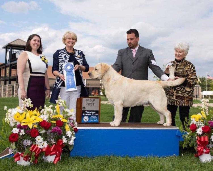 Woefdram's, Labradors, Labrador, Labrador retrivers, Woefdrams