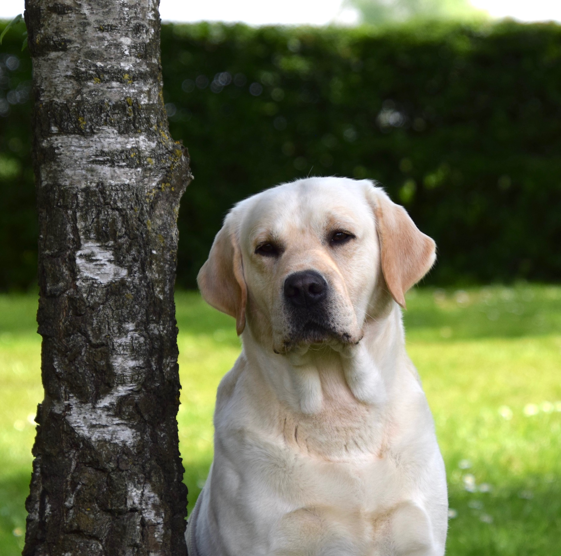Woefdram's, Labradors, Labrador, Labrador retrivers, Woefdrams