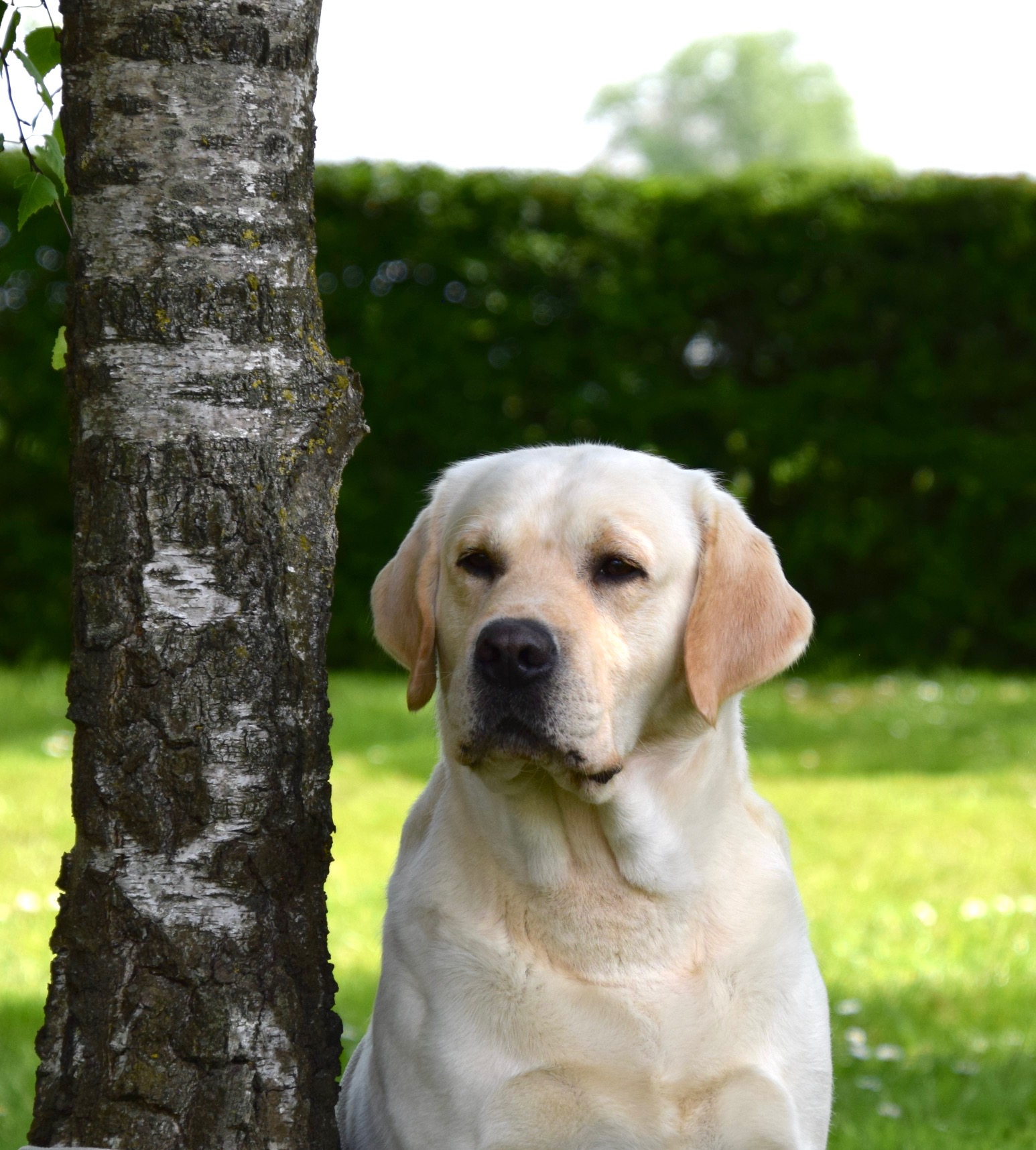 Woefdram's, Labradors, Labrador, Labrador retrivers, Woefdrams