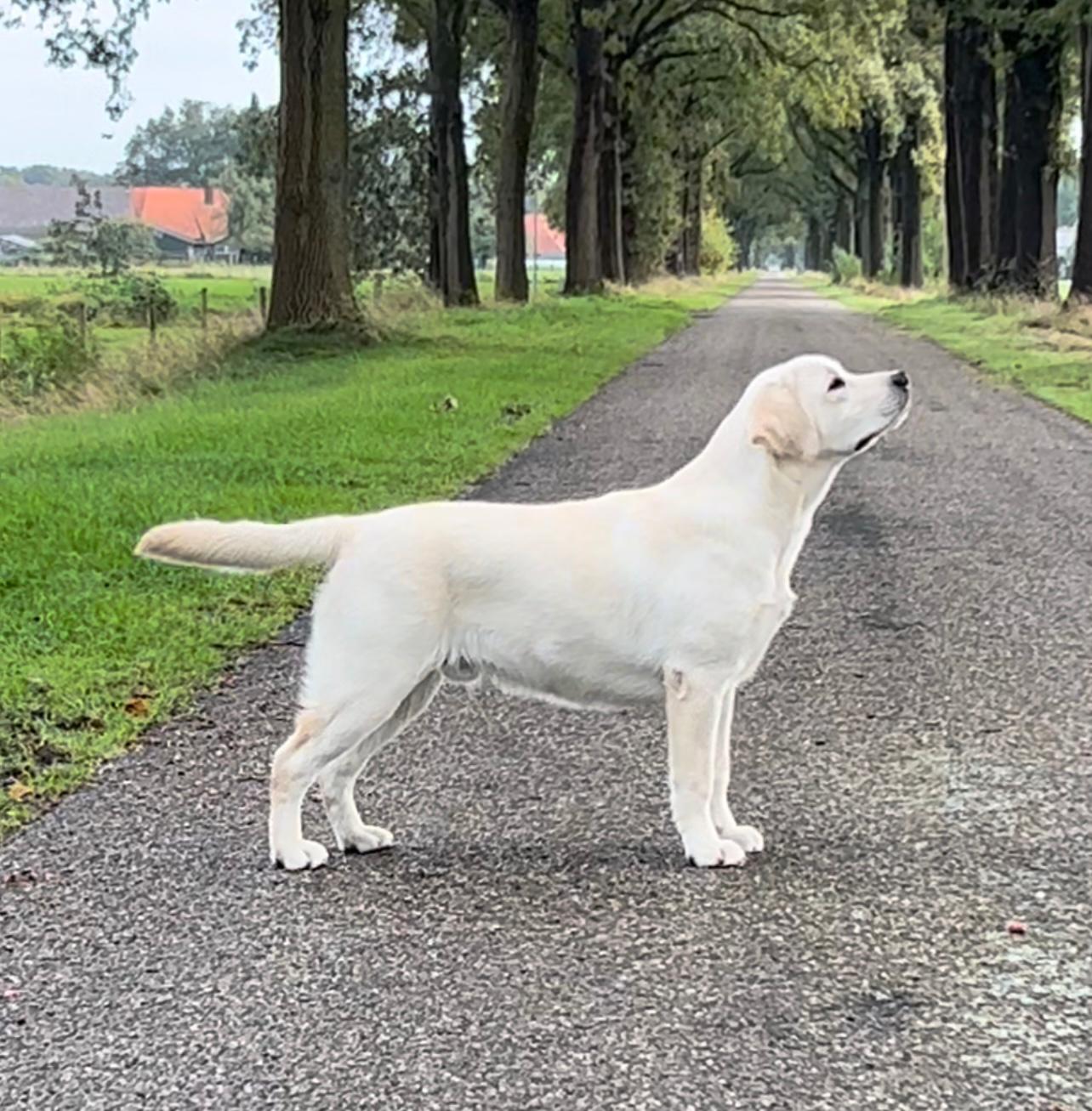 Woefdram's, Labradors, Labrador, Labrador retrivers, Woefdrams