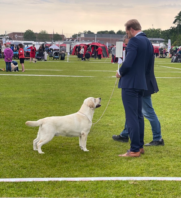 Woefdram's, Labradors, Labrador, Labrador retrivers, Woefdrams