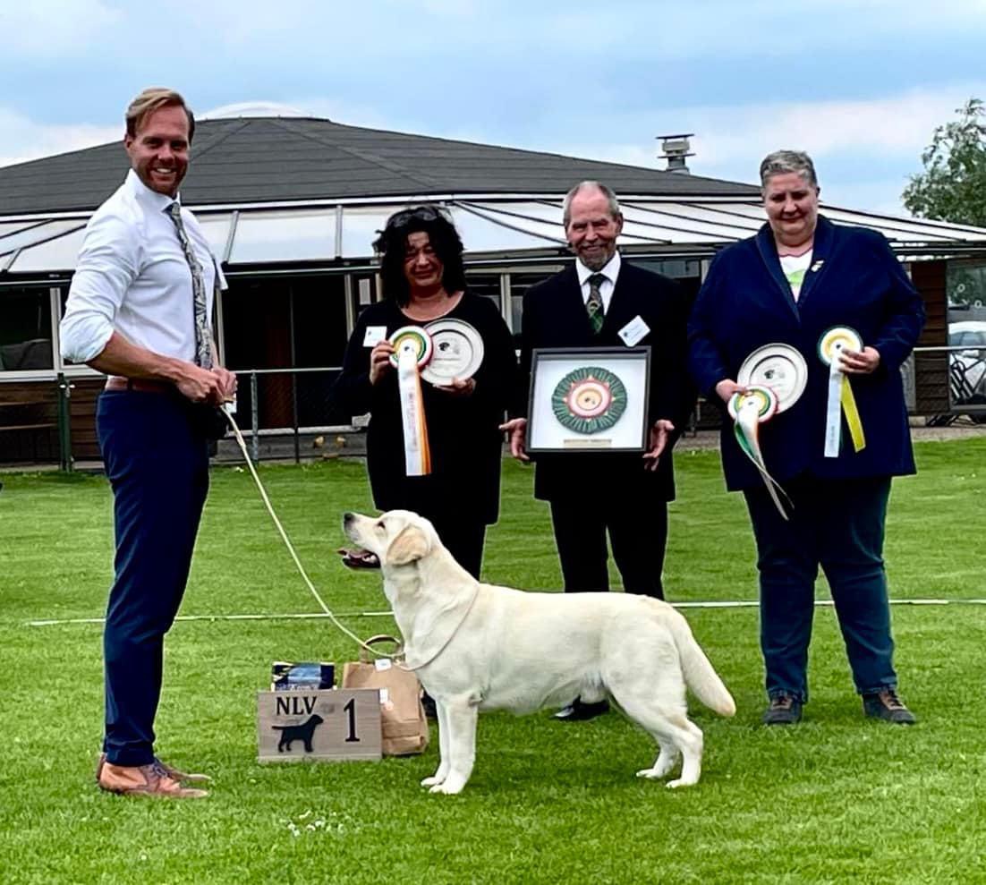 Woefdram's, Labradors, Labrador, Labrador retrivers, Woefdrams