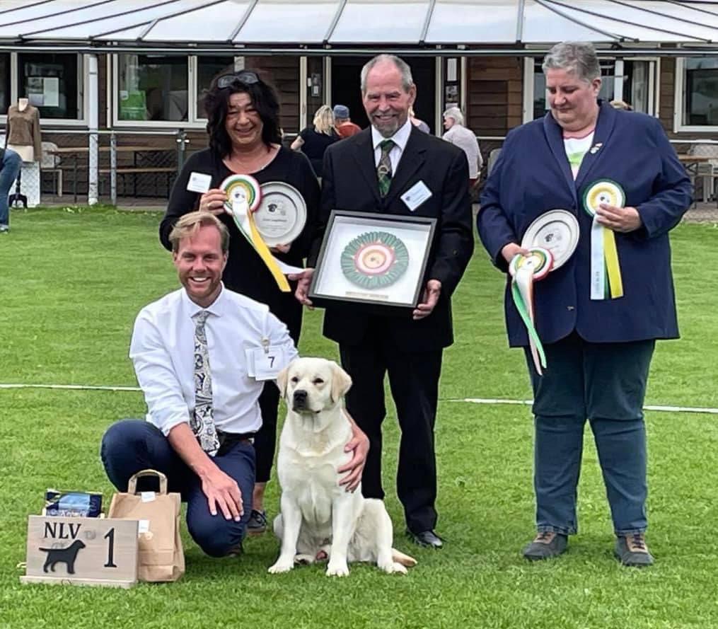 Woefdram's, Labradors, Labrador, Labrador retrivers, Woefdrams