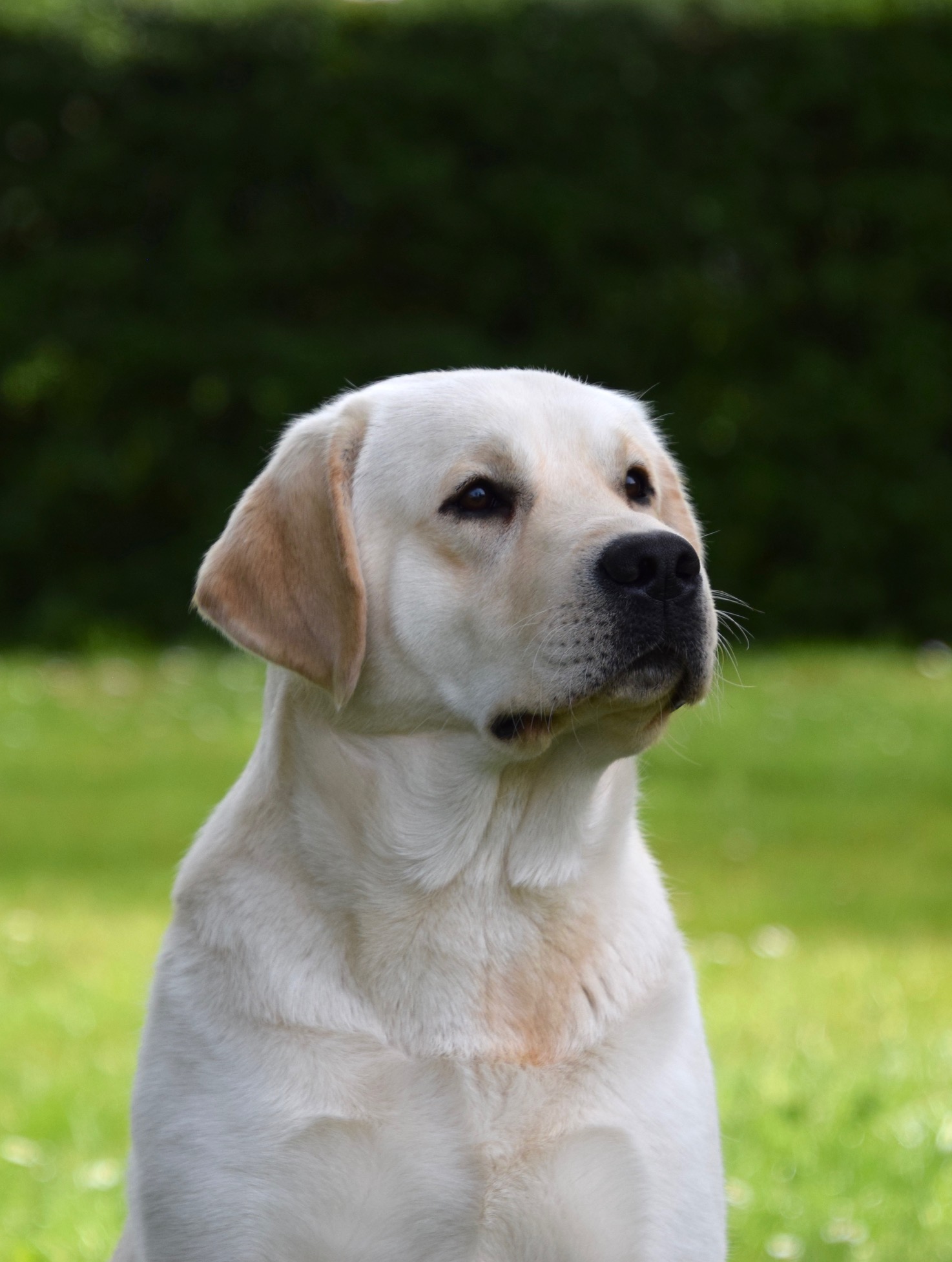 Woefdram's, Labradors, Labrador, Labrador retrivers, Woefdrams