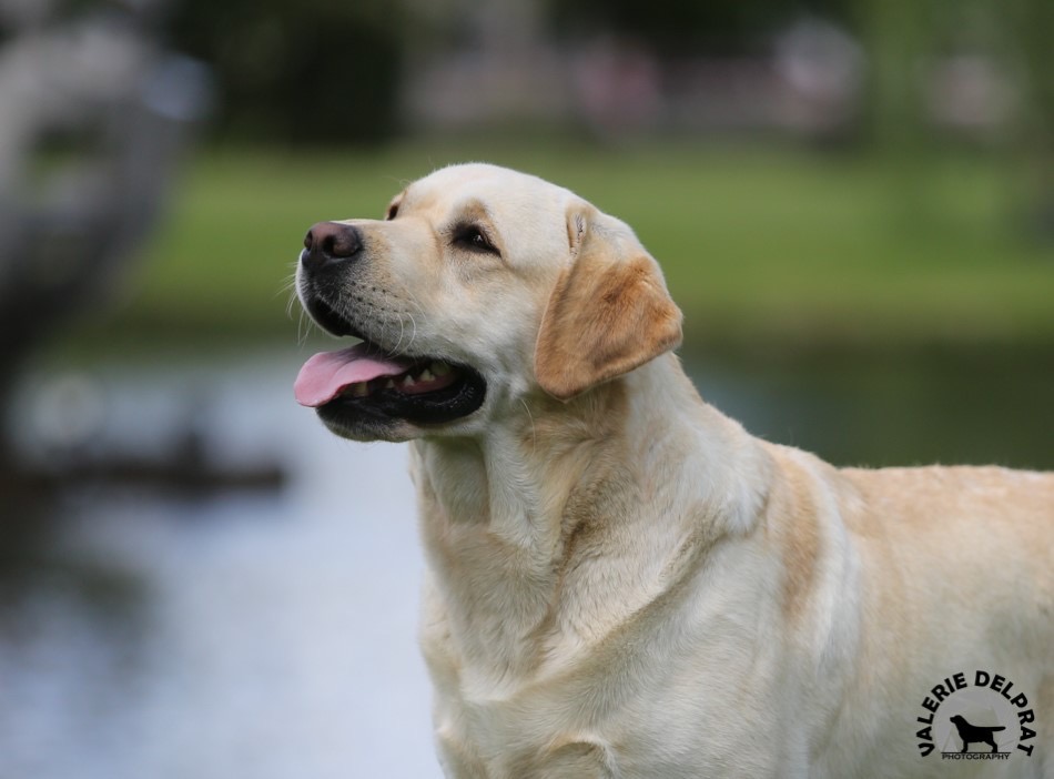 Woefdram's, Labradors, Labrador, Labrador retrivers, Woefdrams