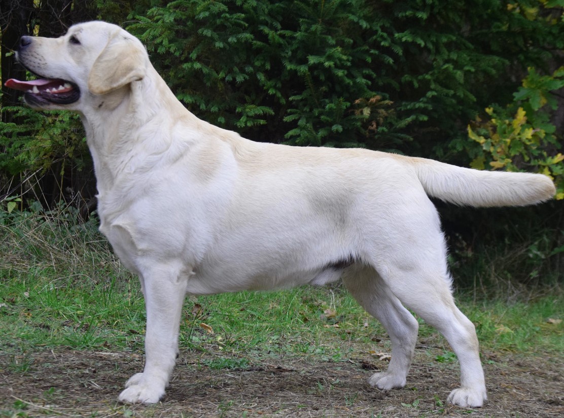 Woefdram's, Labradors, Labrador, Labrador retrivers, Woefdrams