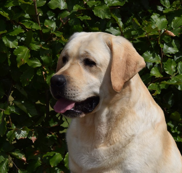 Woefdram's, Labradors, Labrador, Labrador retrivers, Woefdrams