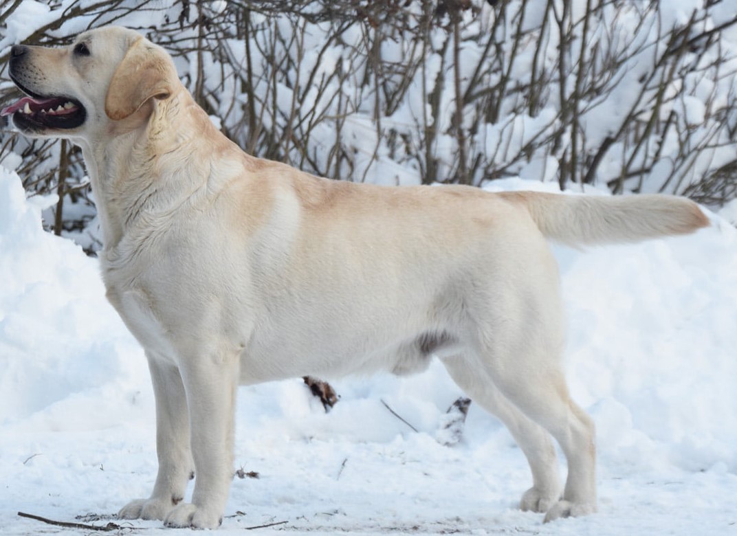 Woefdram's, Labradors, Labrador, Labrador retrivers, Woefdrams