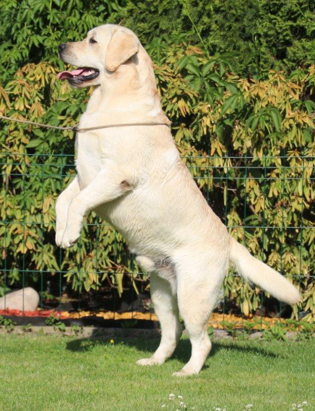 Woefdram's, Labradors, Labrador, Labrador retrivers, Woefdrams