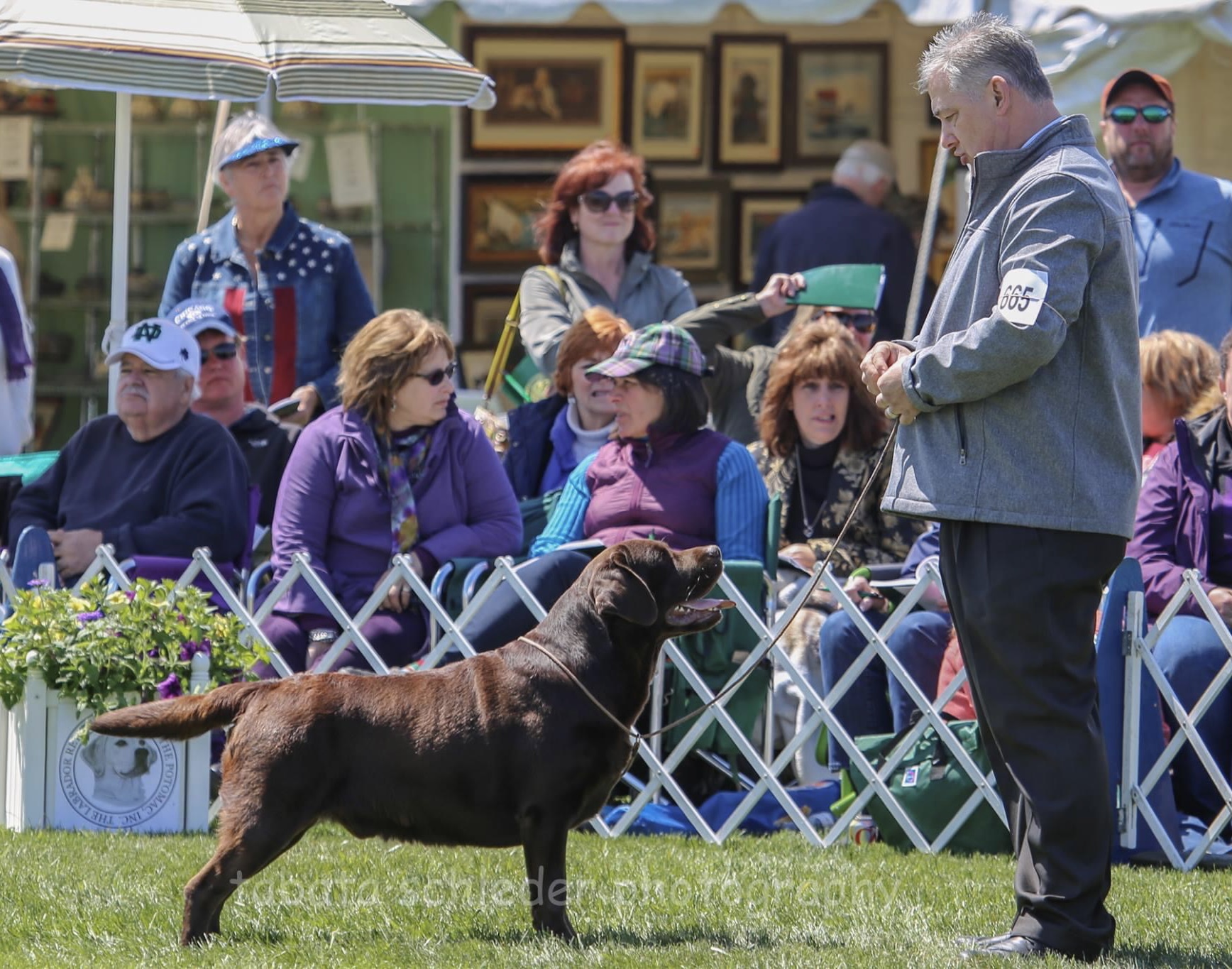 Woefdram's, Labradors, Labrador, Labrador retrivers, Woefdrams