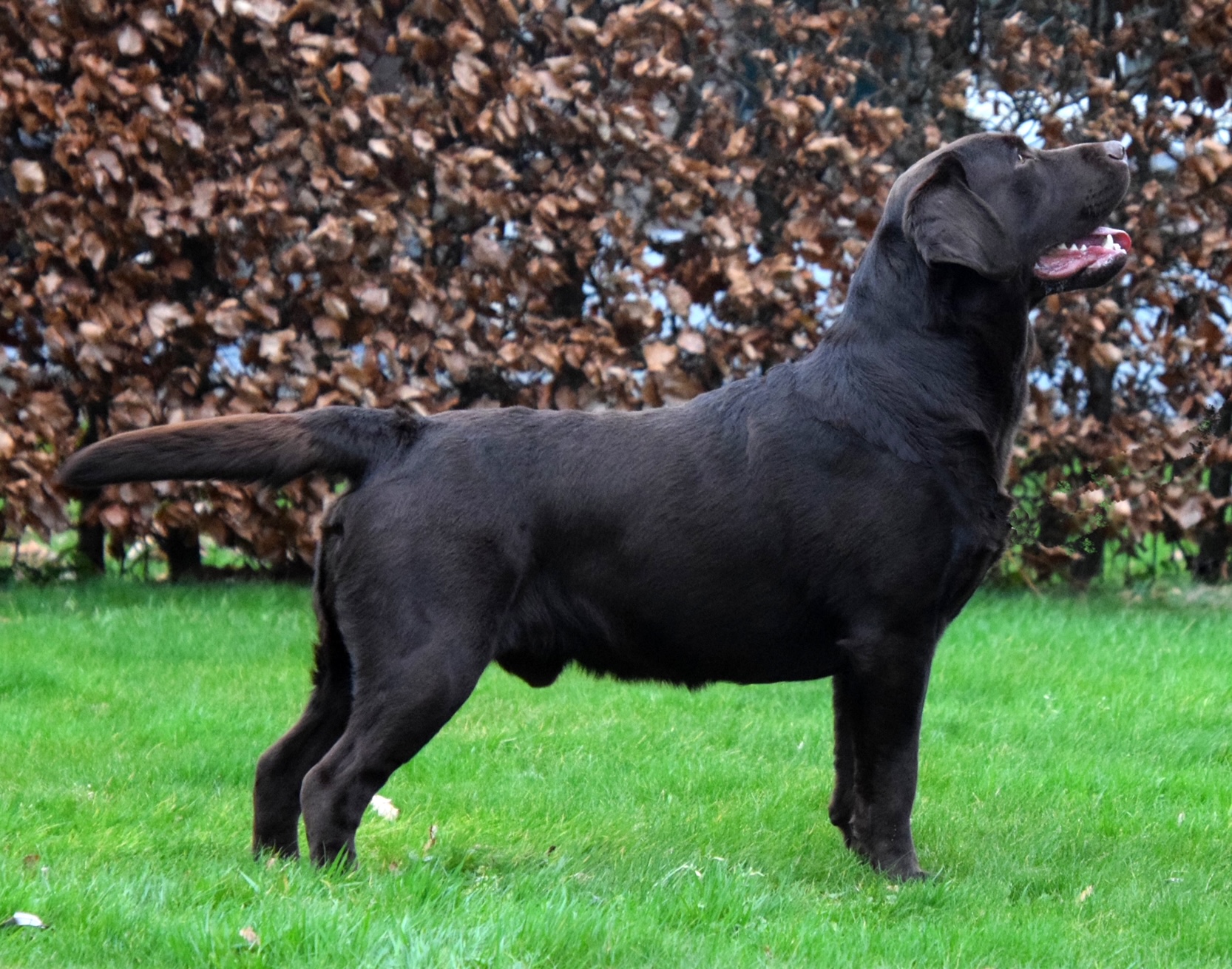 Woefdram's, Labradors, Labrador, Labrador retrivers, Woefdrams