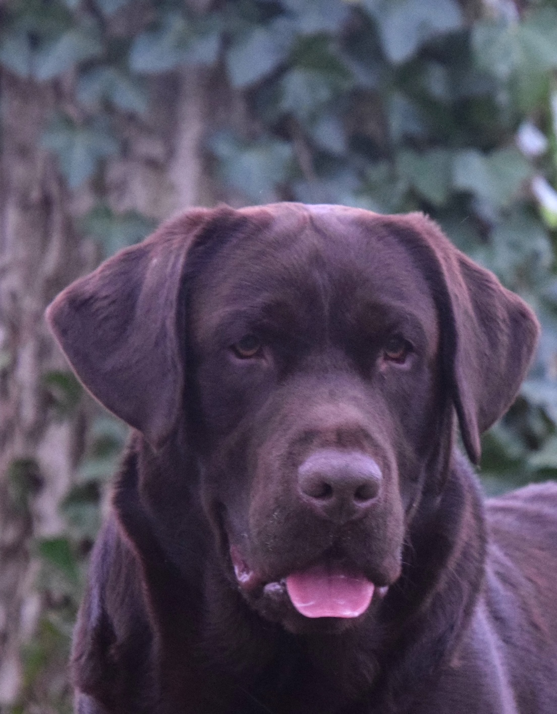 Woefdram's, Labradors, Labrador, Labrador retrivers, Woefdrams