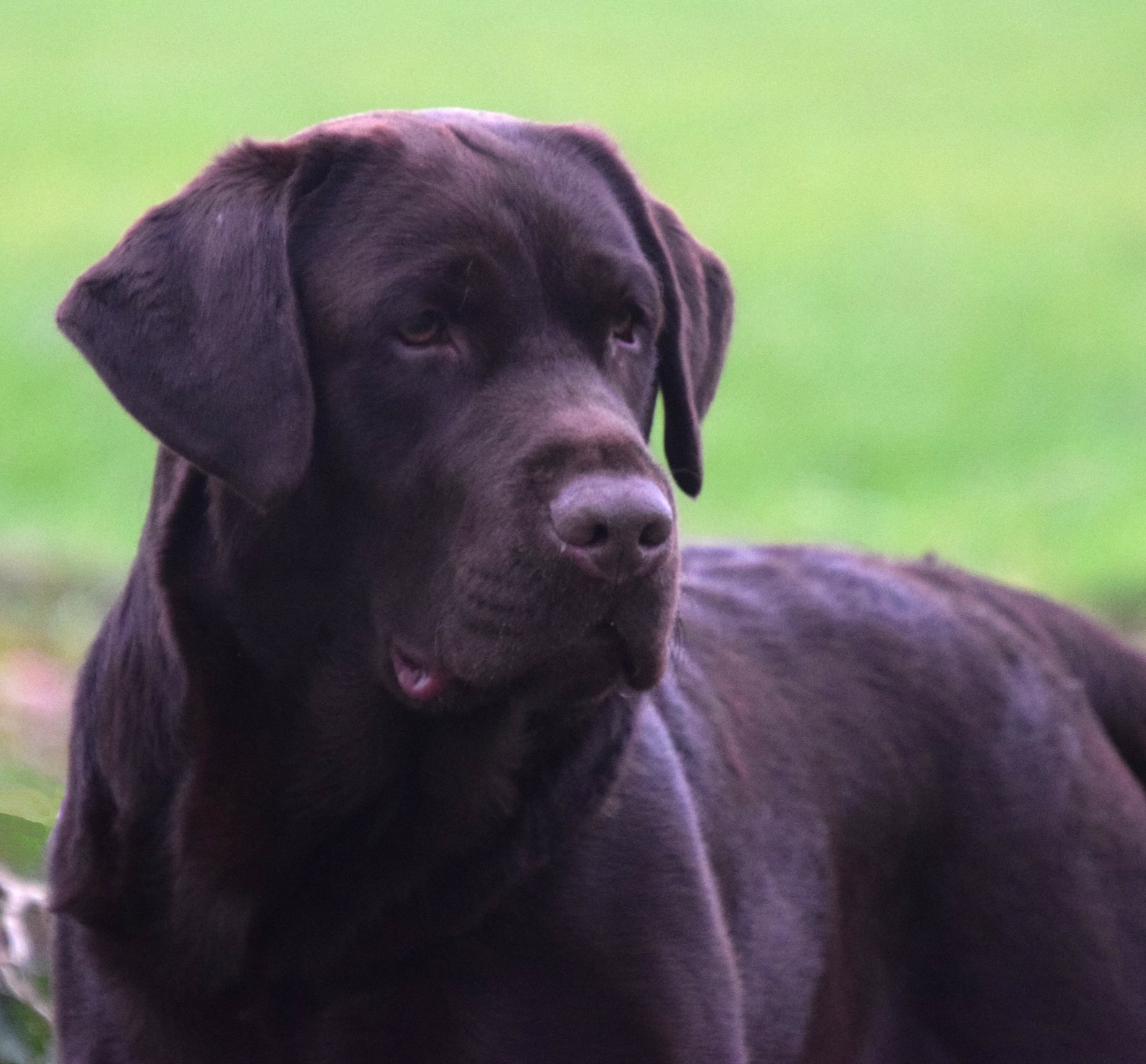 Woefdram's, Labradors, Labrador, Labrador retrivers, Woefdrams