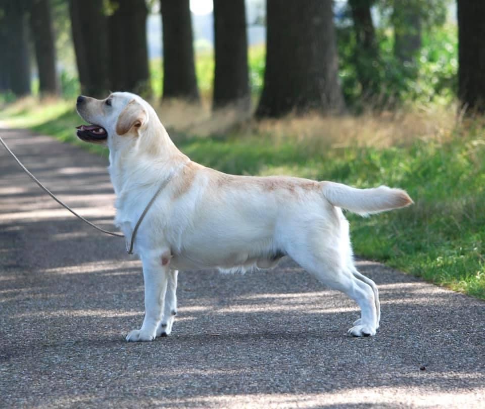 Woefdram's, Labradors, Labrador, Labrador retrivers, Woefdrams